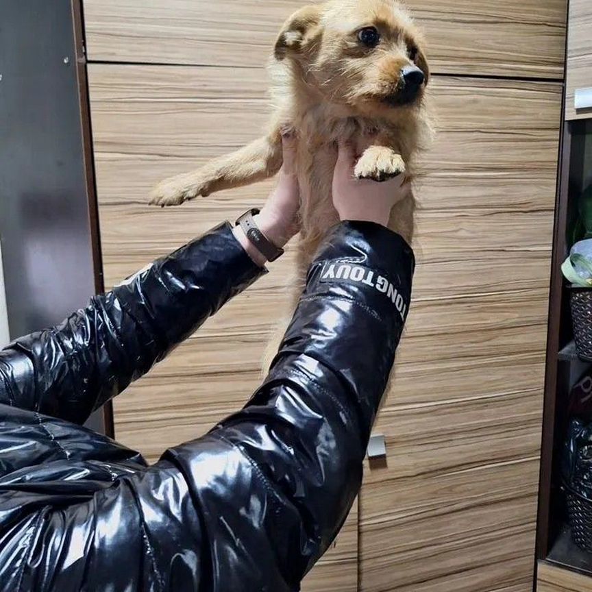 Маленькая собачка в добрые руки
