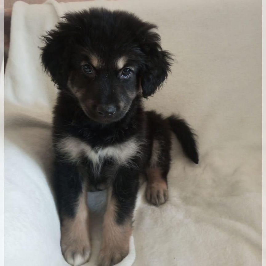 Щенок в добрые руки