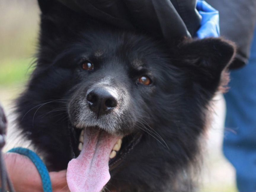 Метис овчарки из приюта на охрану