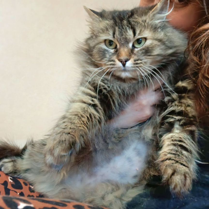 Кошечке очень нужен дом