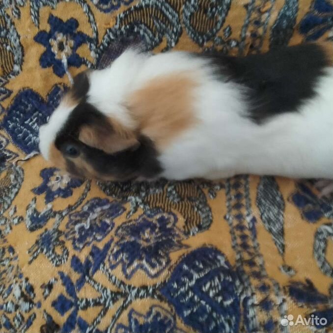 Морская свинка самец,скиникарьр