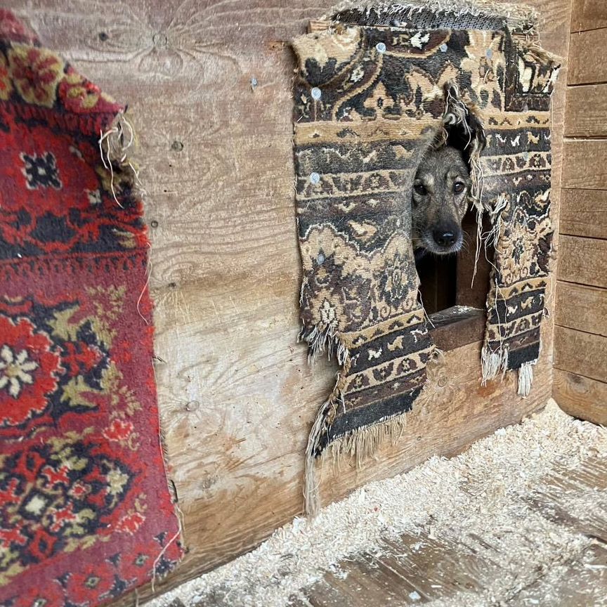 Собаке плохо в приюте