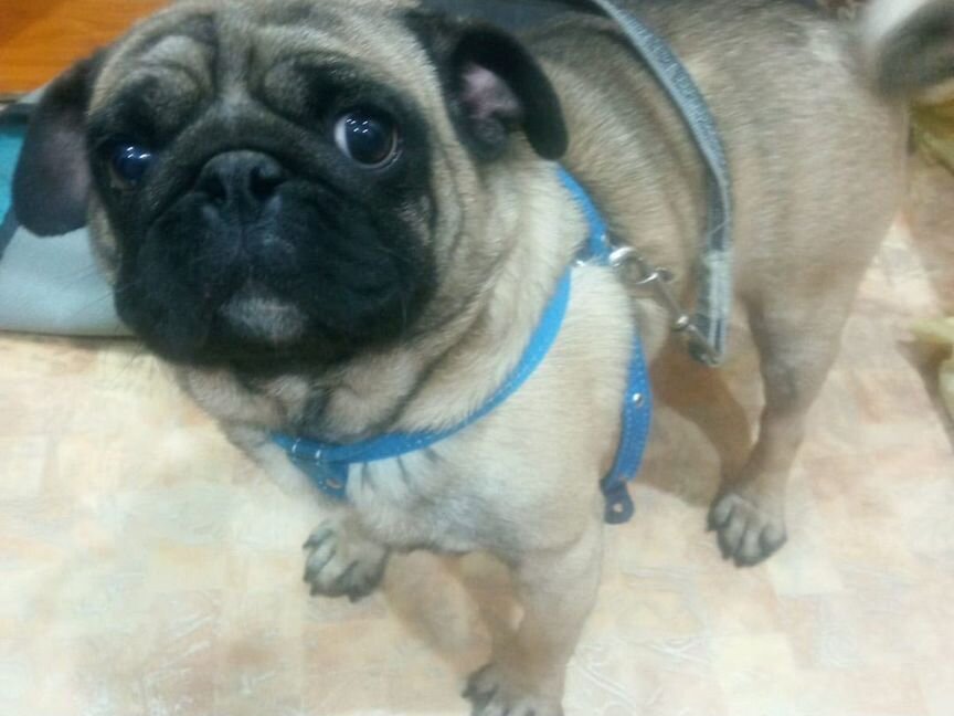 Мопс. Отдам