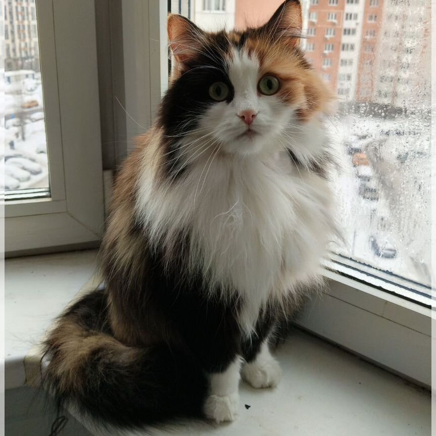 Сибирская, взрослая кошка