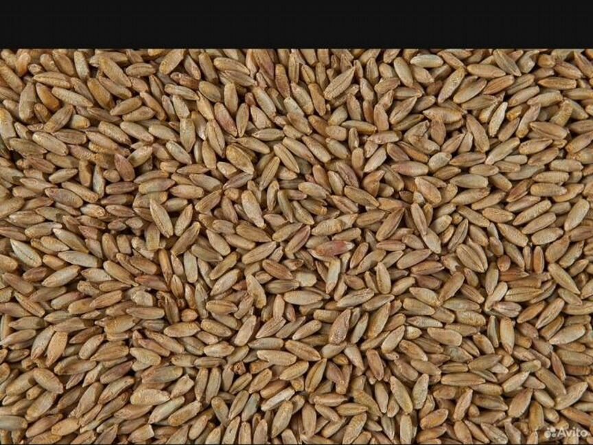 Зерно Пшеница на корм