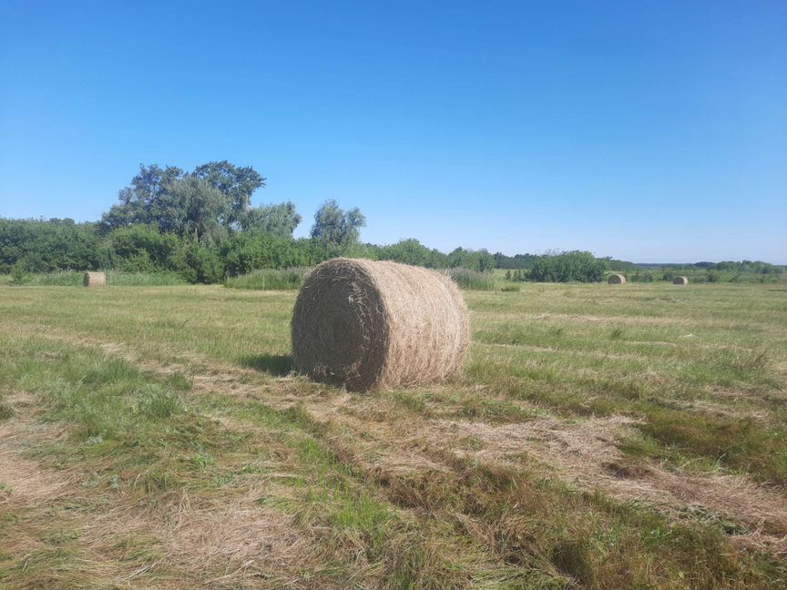 Сено в тюках