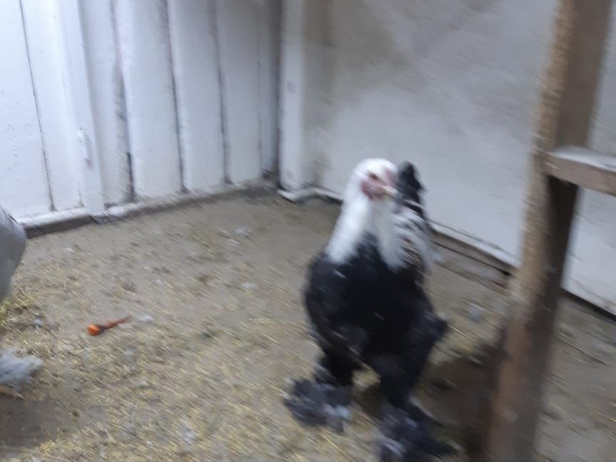 Петух брама