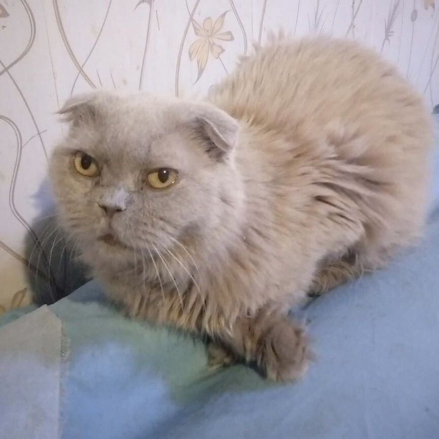 Шотландскую кошку выкинули на улицу