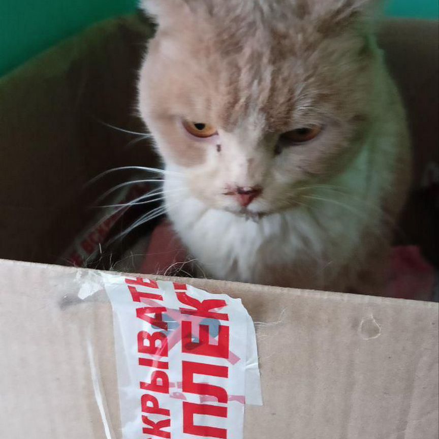 Шотландский вислоухий короткошёрстный, взрослый кот