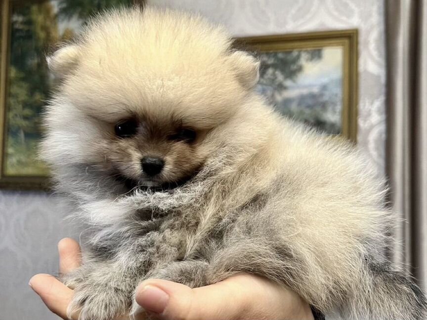 Померанский шпиц