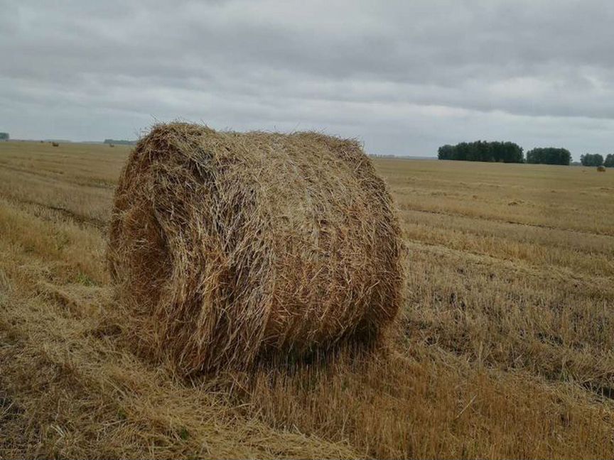 Солома пшеничная