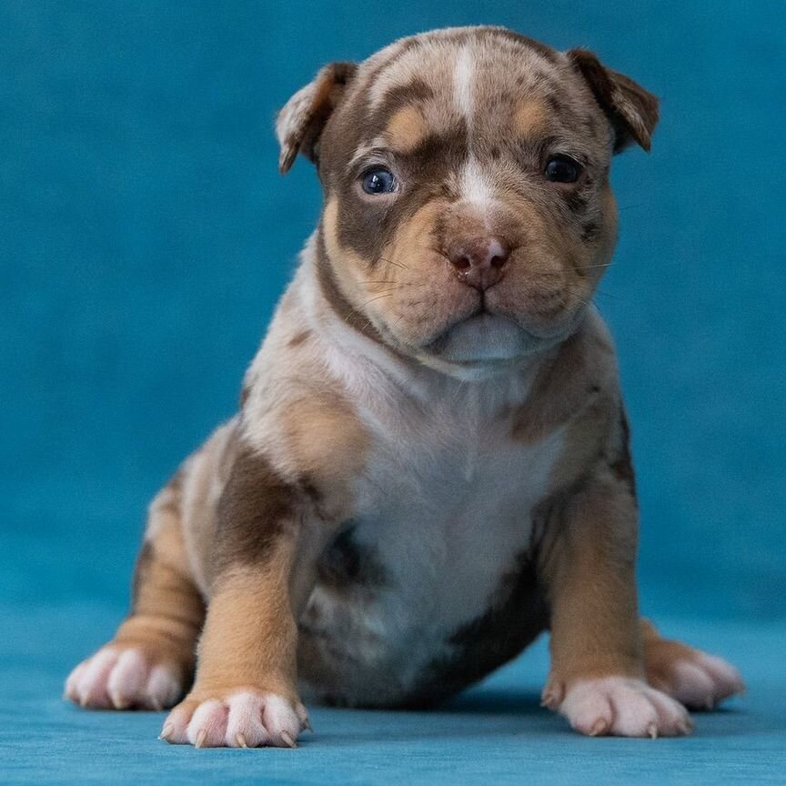 Американский булли щенок