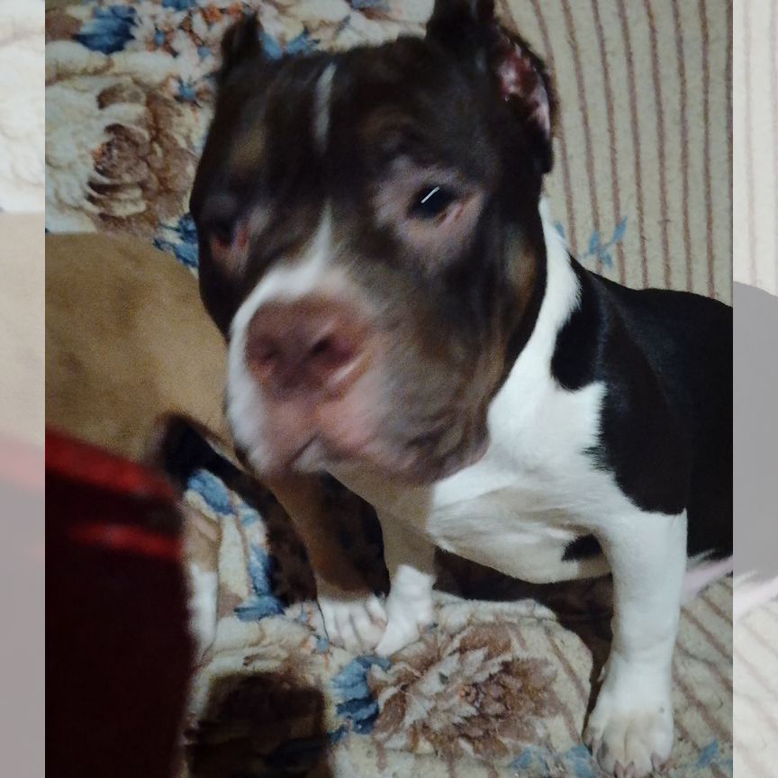 Американский булли, щенок