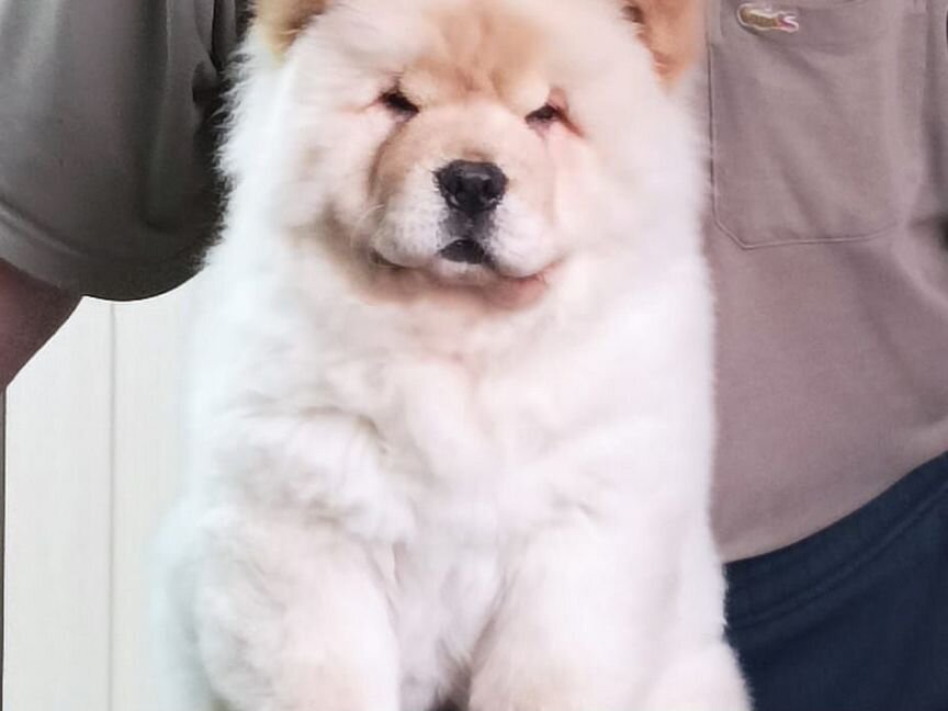 Мальчик крем