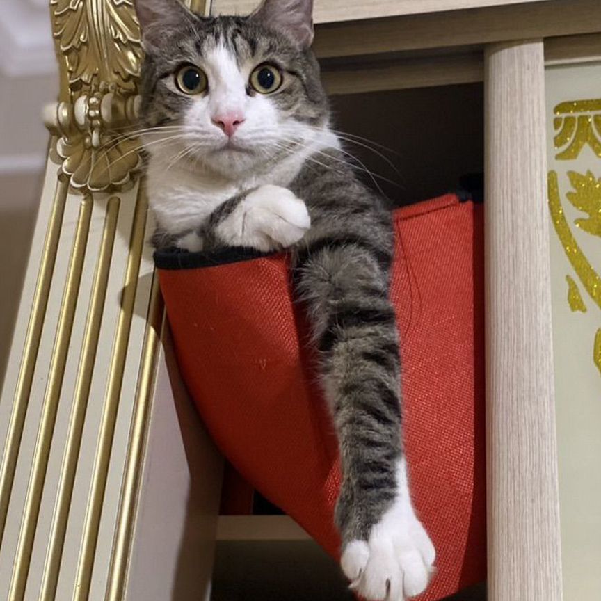 Котик в добрые руки