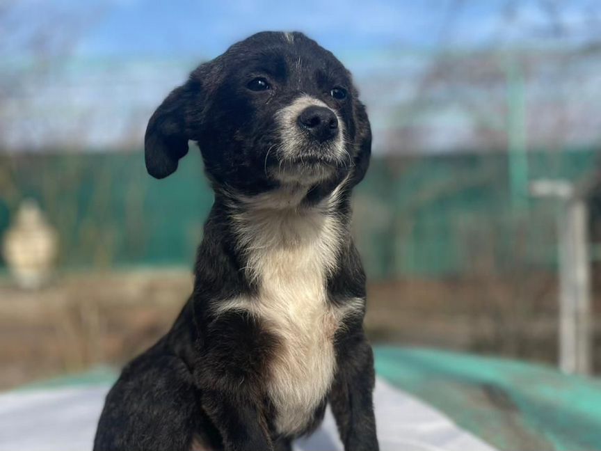 Щенок Милли в добрые руки