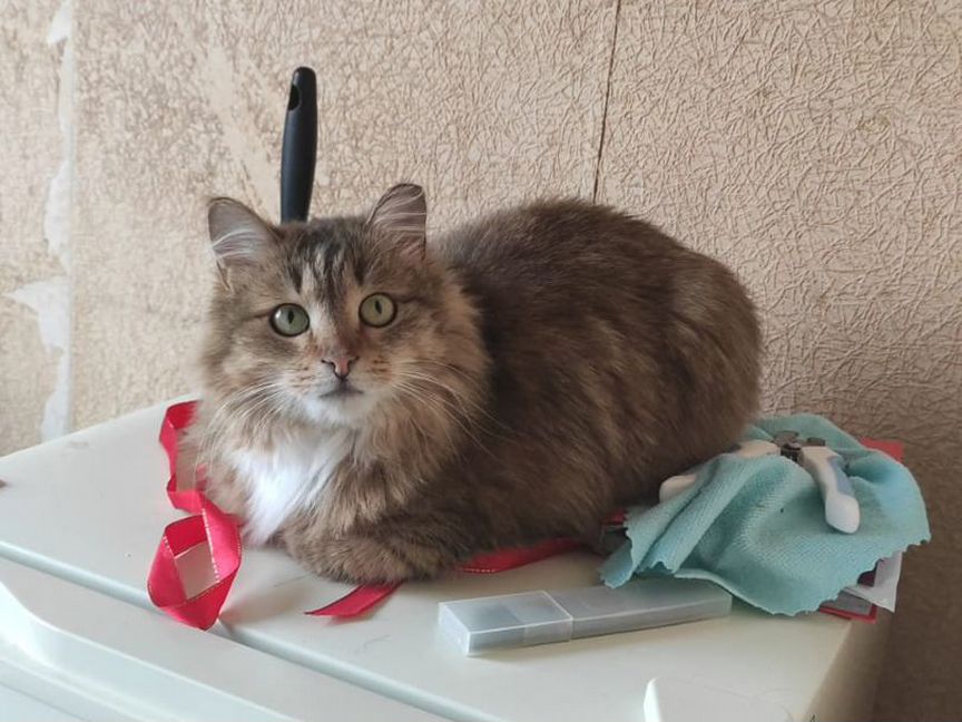 Кошка Кузя в самые добрые руки