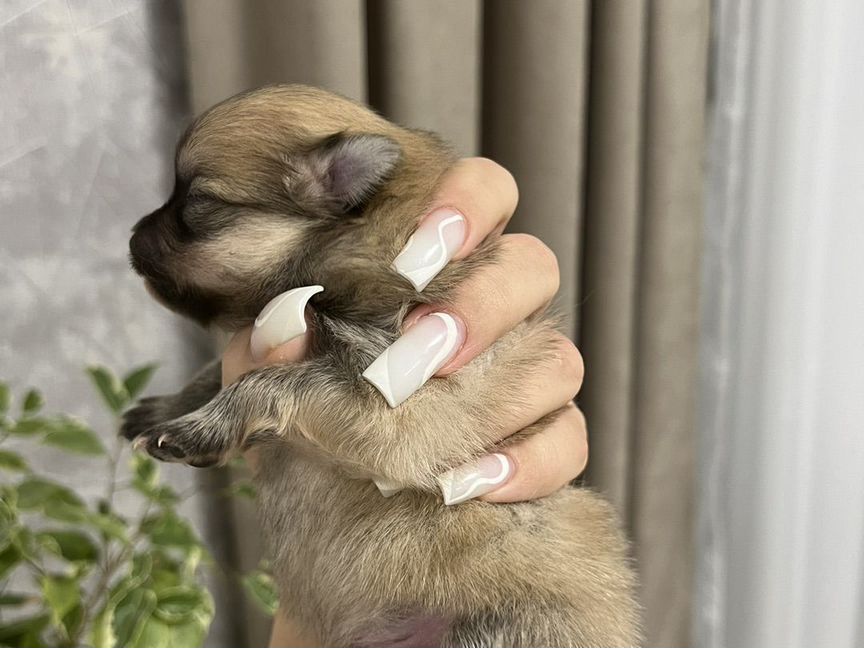 Щенки шпица мини