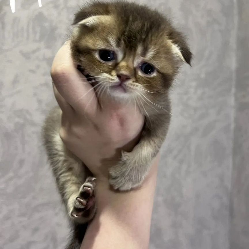 Британский короткошёрстный котёнок
