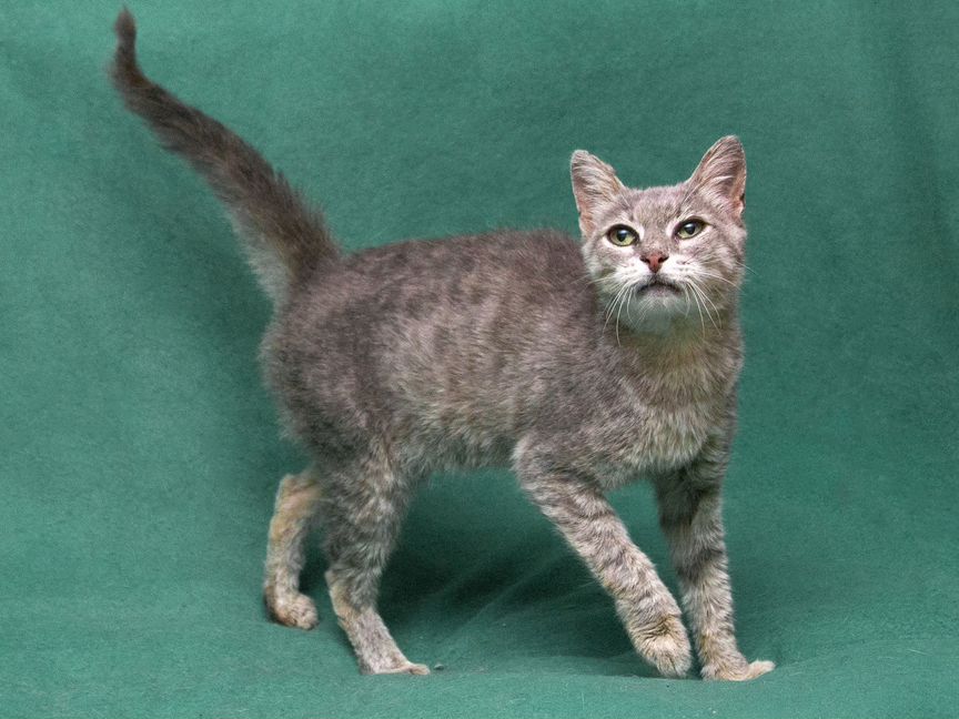 Ксюша супер ласкуша в дар