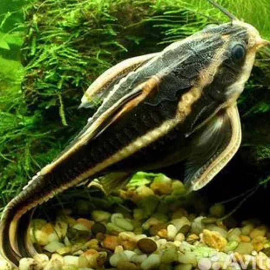 Сом платидорас 11 см