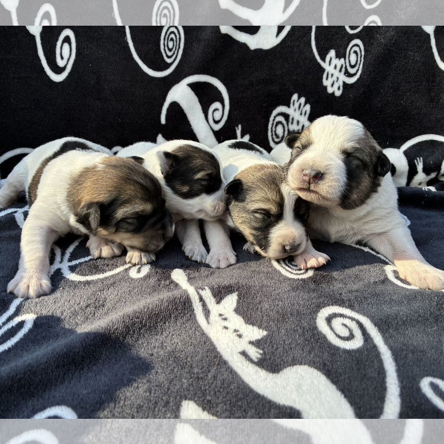 Среднеазиатская овчарка, щенок