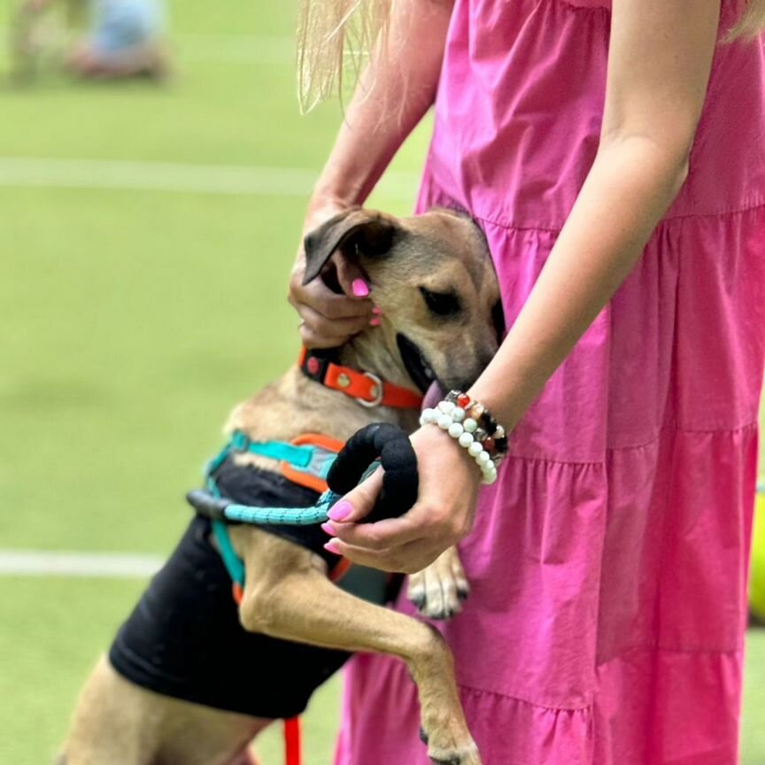 Стерилизованная молоденькая собачка