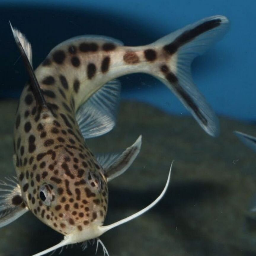 Сом кукушка в добрые руки