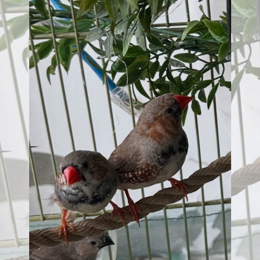 Зебровые амадины