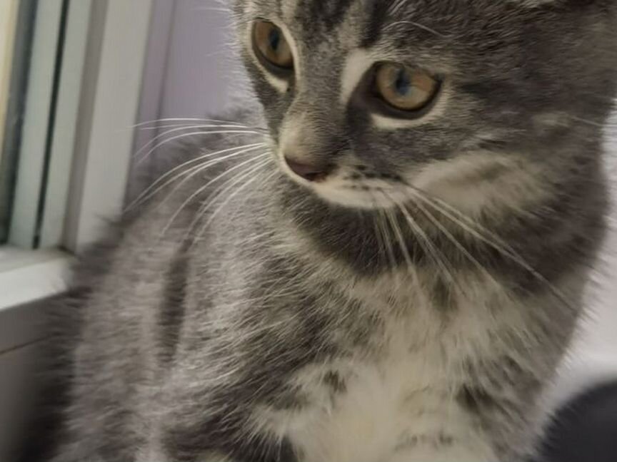 Шотландская вислоухая кошка остался один мальчик