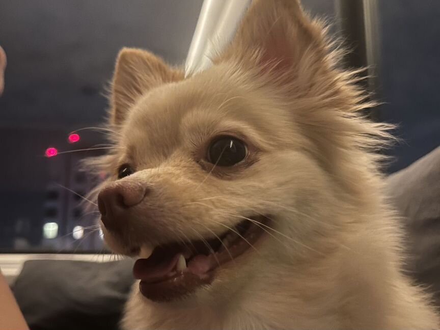 Ищем жениха