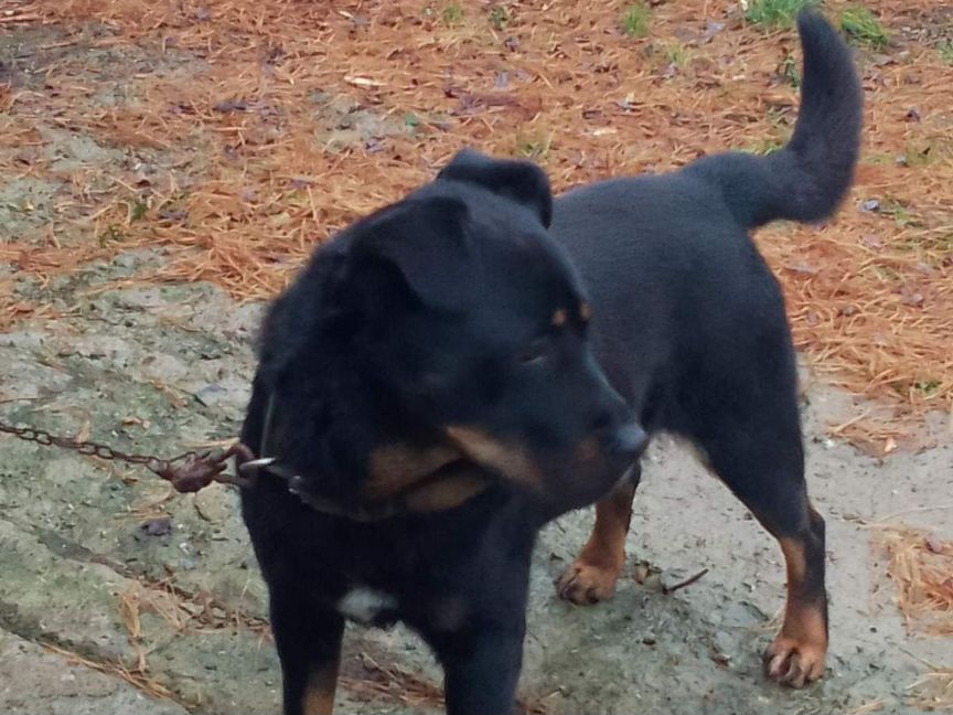 Отдам ротвейлера