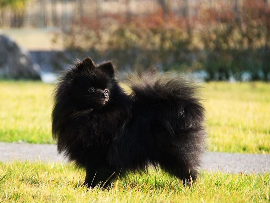 Померанский шпиц mini