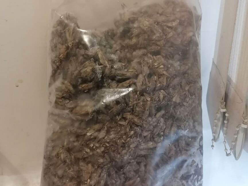 Сверчки домовые замороженные