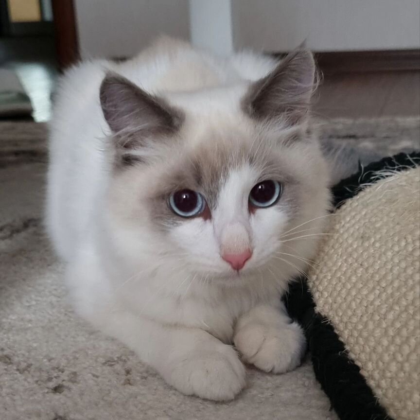 Кошка