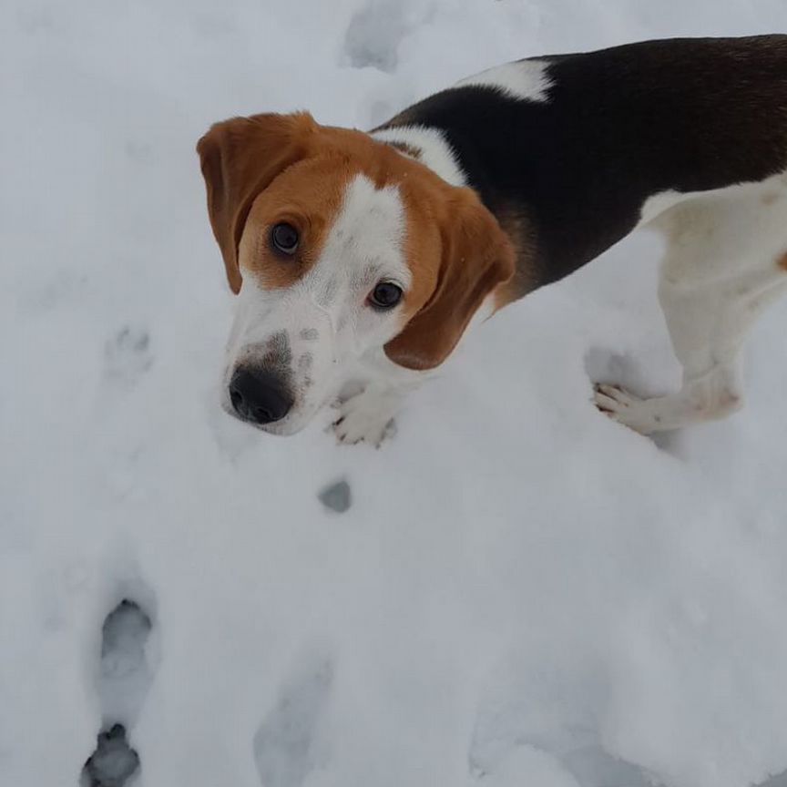 Эстонская гончая, взрослая собака