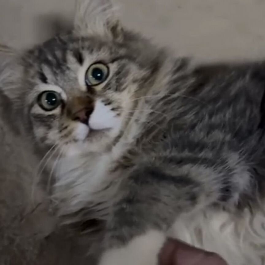 Сибирский котёнок