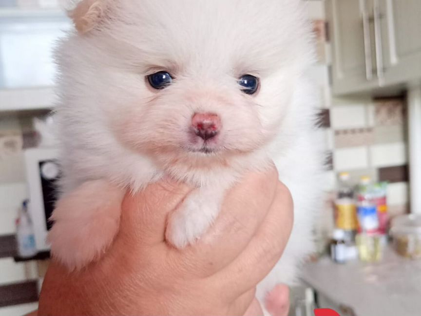 Померанский шпиц медвежьего типа с документами