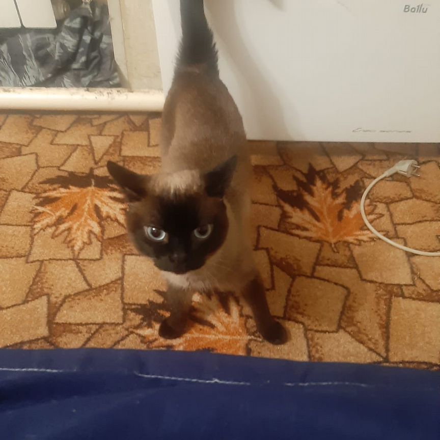 Сиамская кошечка