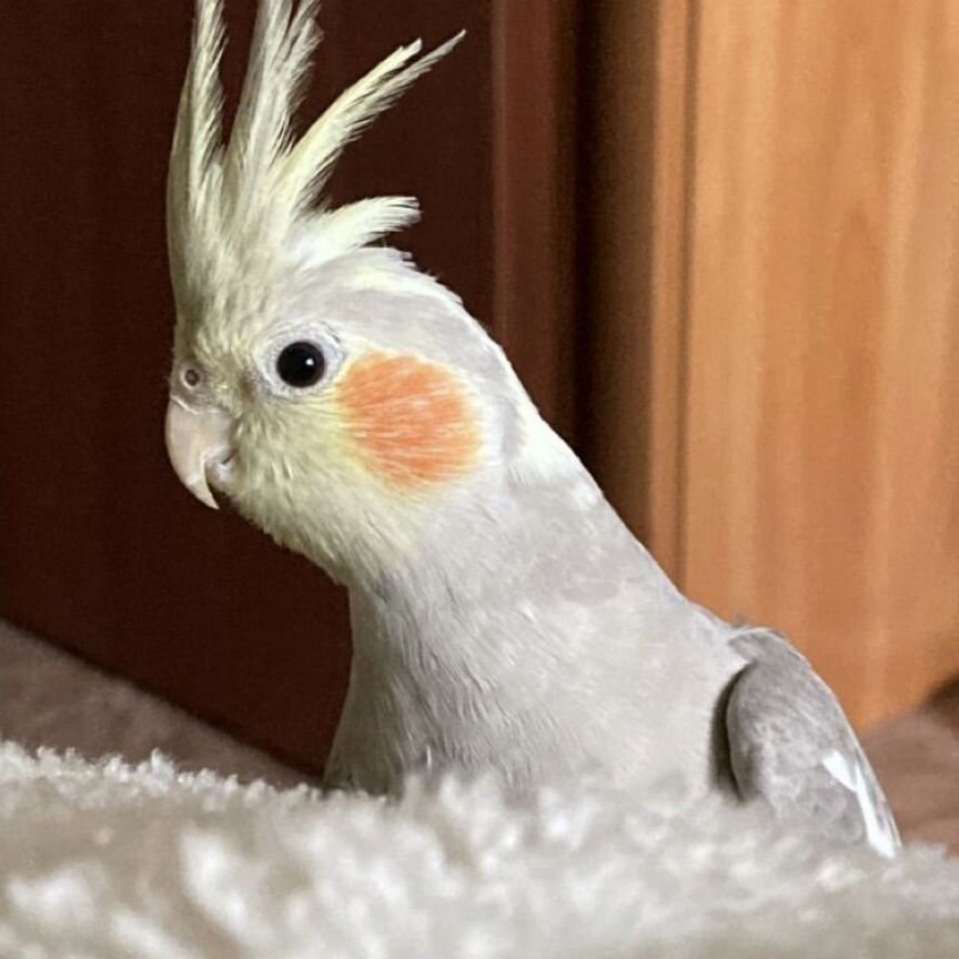 Попугай корелла с клеткой