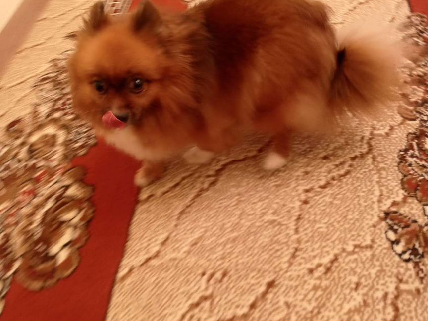 Померанский шпиц мини