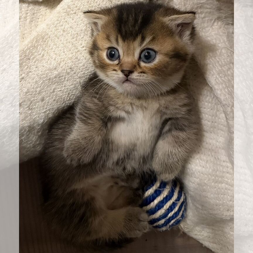 Манчкин котёнок