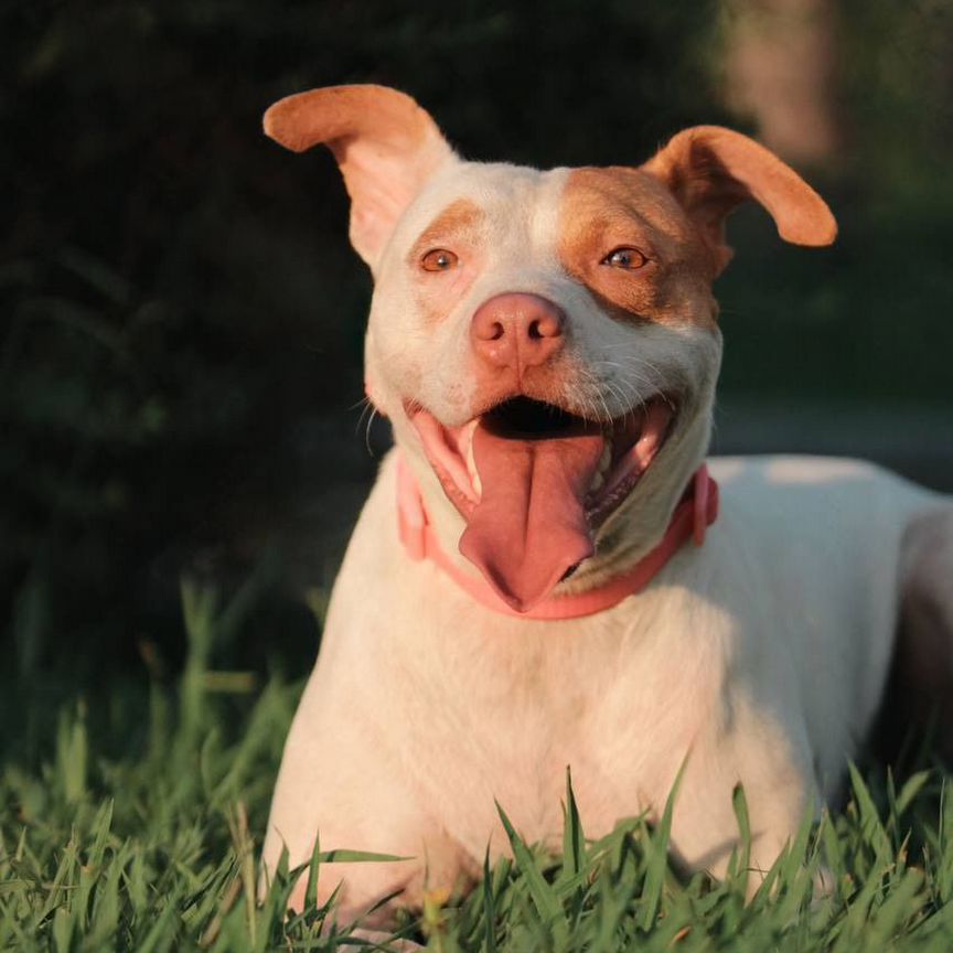 Питбуль в добрые руки