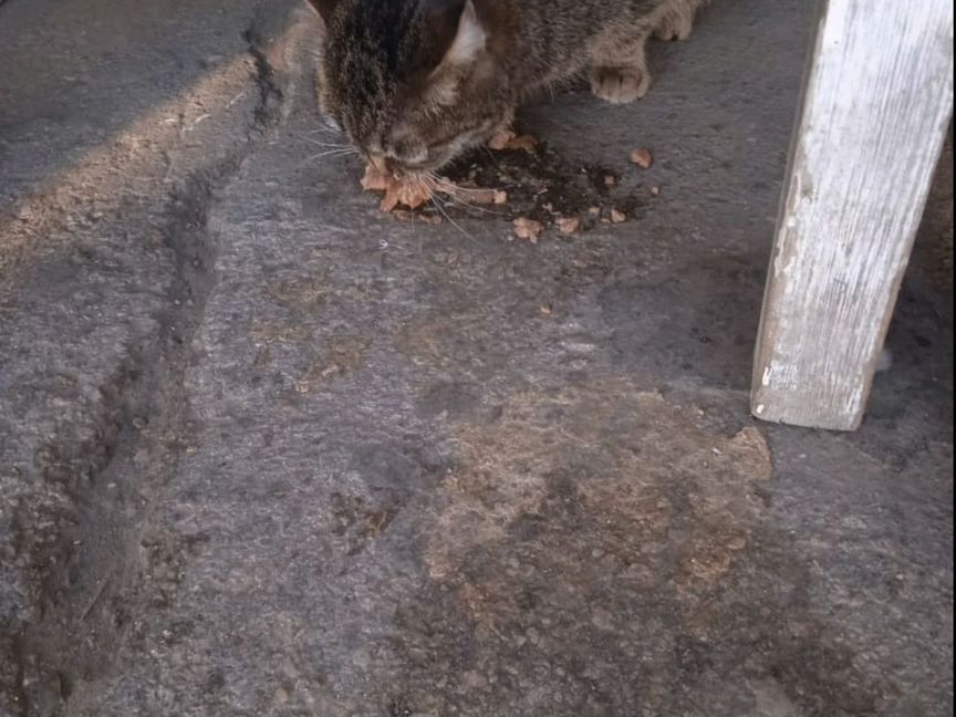 Кот