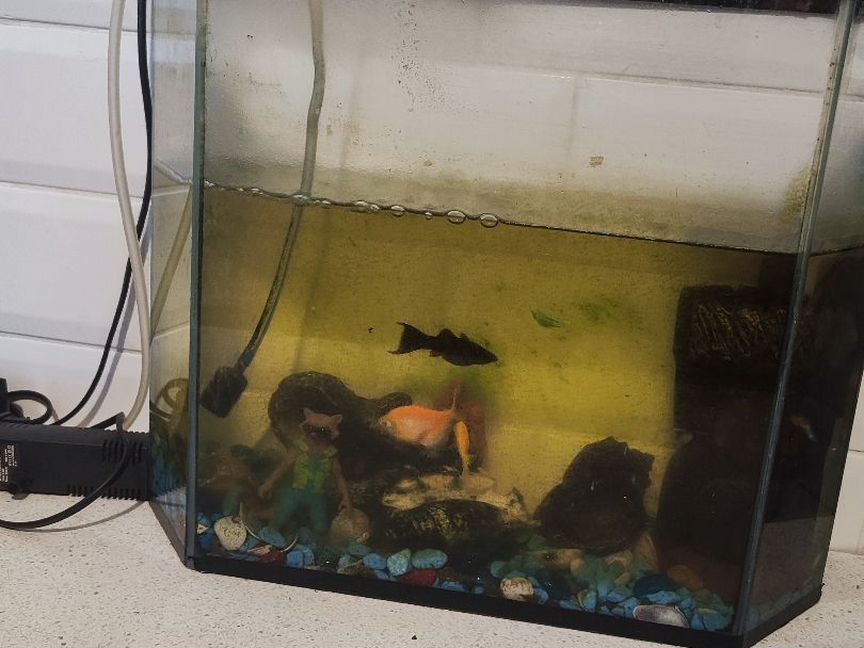 Аквариум с рыбками