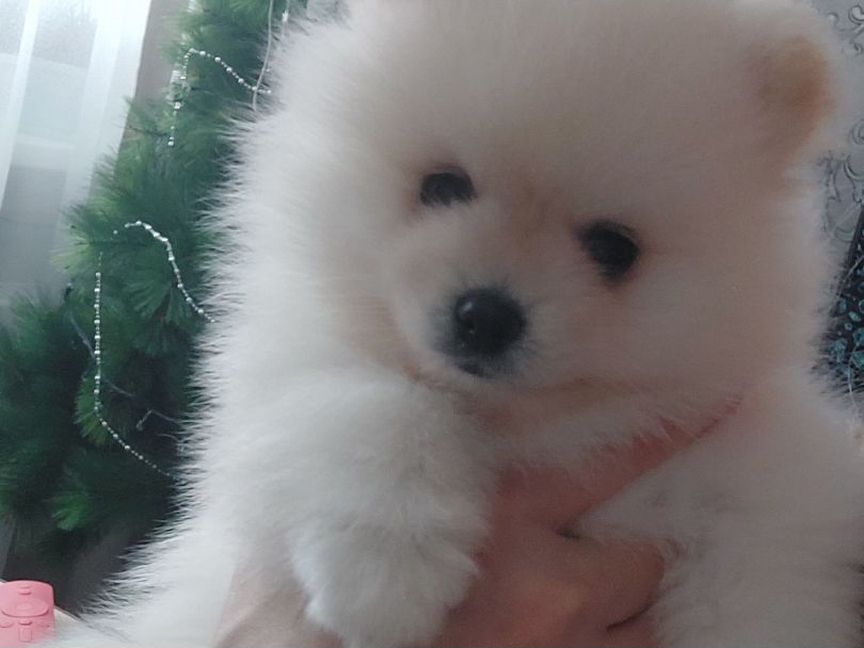 Щенки померанского шпица