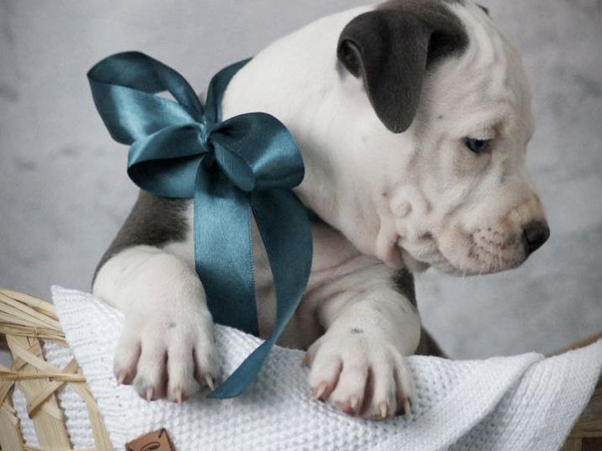 Наши прекрасные малыши американский Стафф терьер