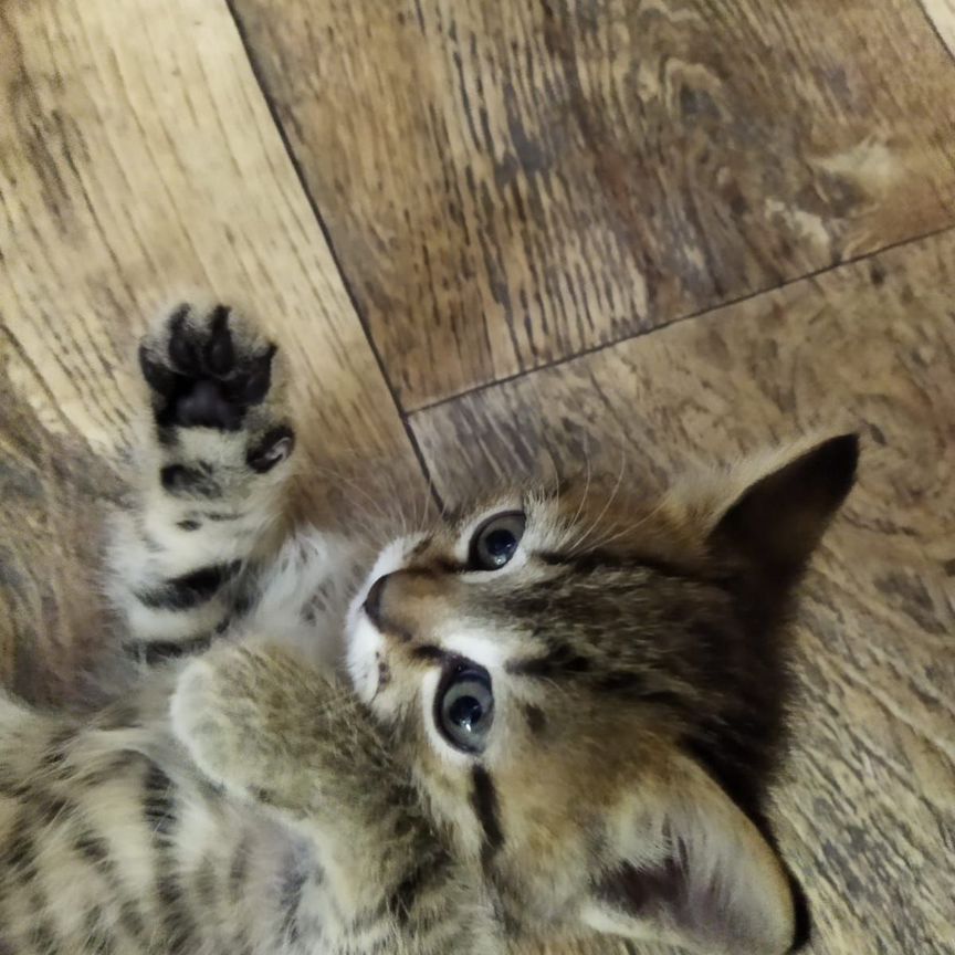 Отдам в добрые руки