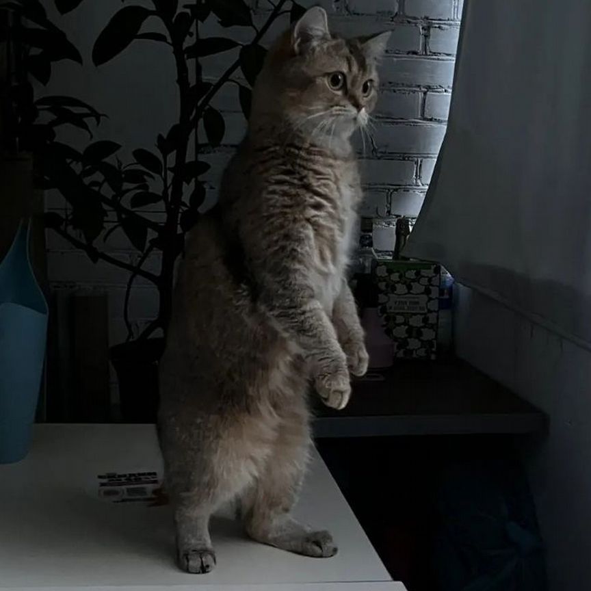 Шотландская вислоухая короткошёрстная, взрослая кошка
