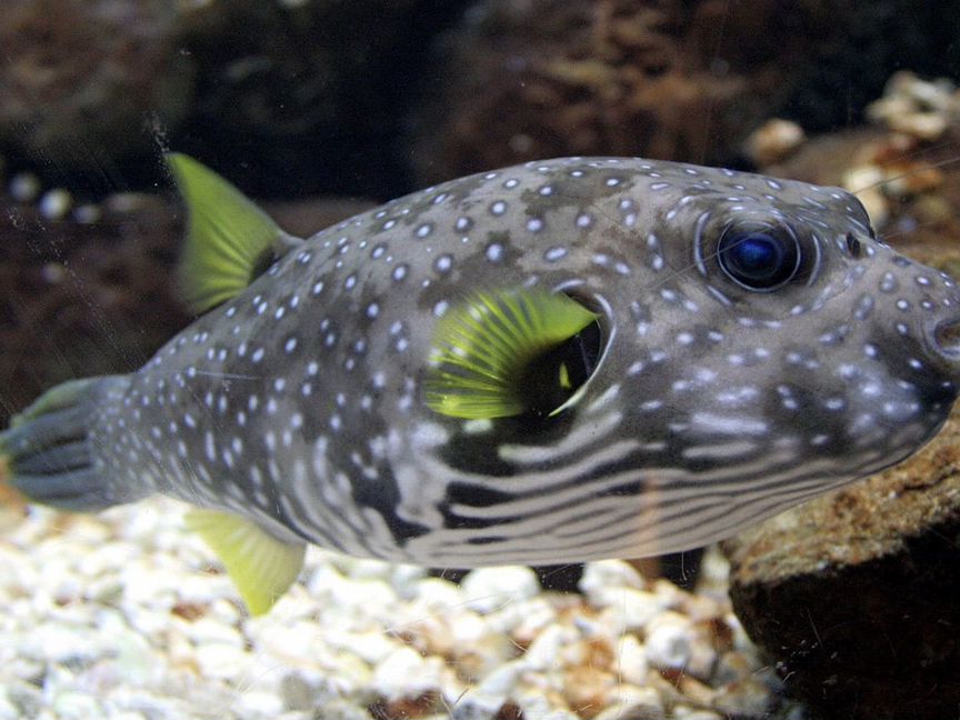 Морская рыба Аротрон